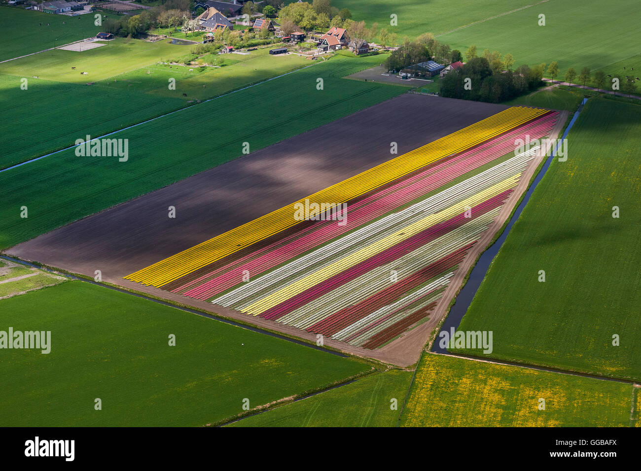 Aerial view, tulip fields, agriculture, colorful tulip fields, tulips ...