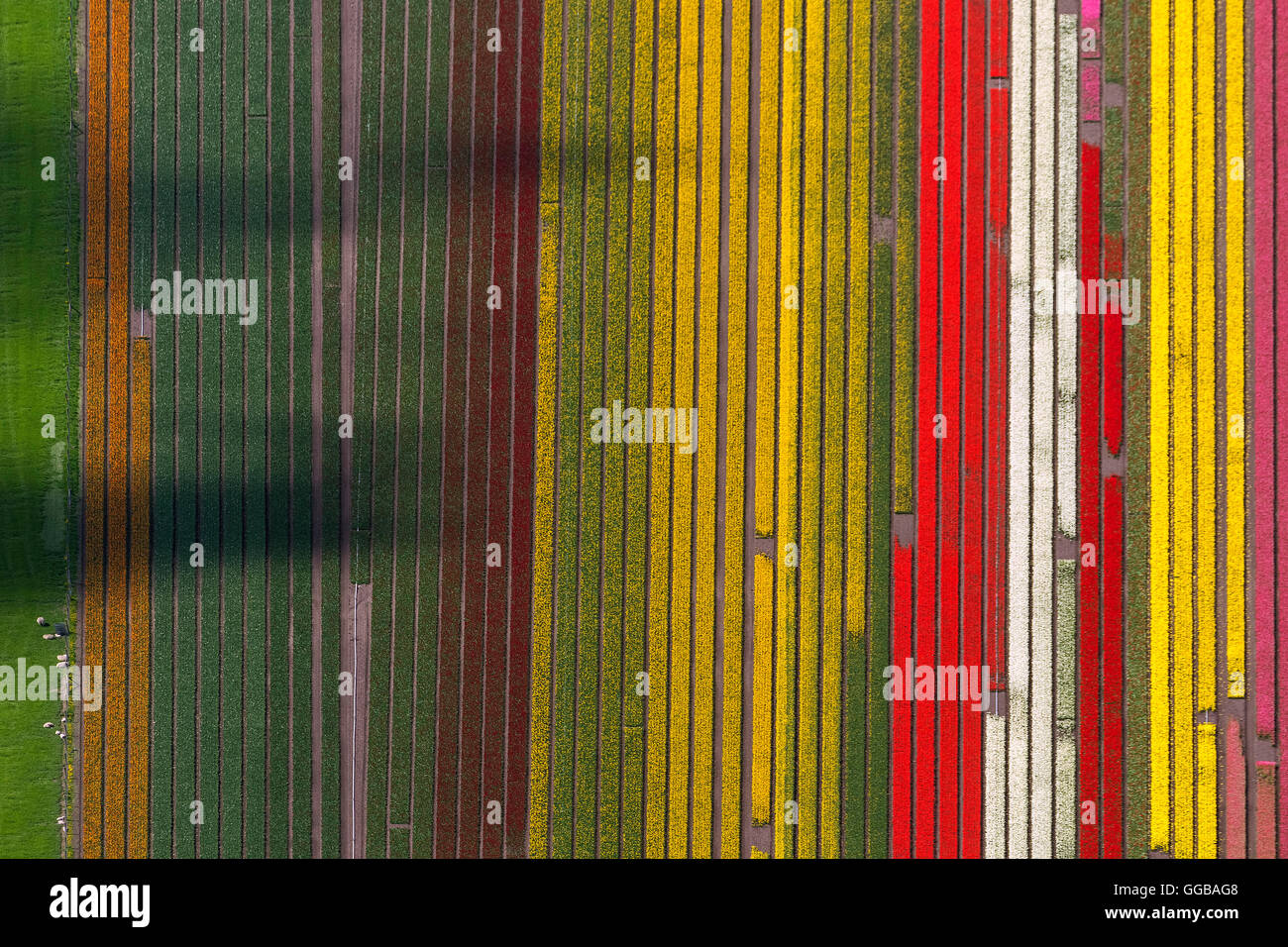 Aerial view, tulip fields, agriculture, colorful tulip fields, tulips ...
