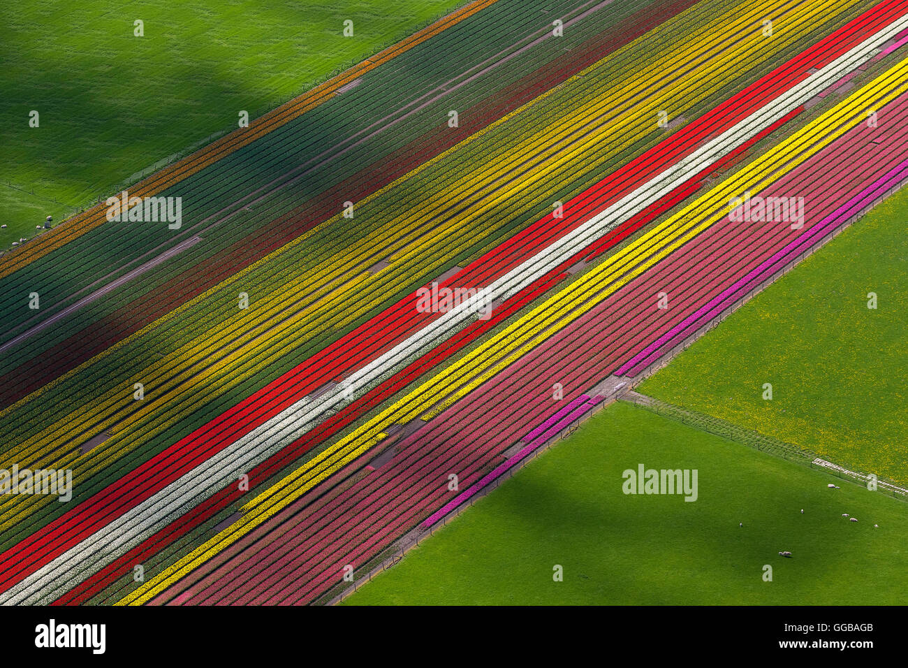 Aerial view, tulip fields, agriculture, colorful tulip fields, tulips ...