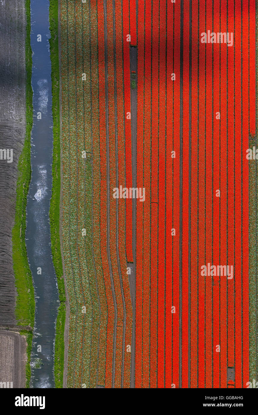 Aerial view, tulip fields, agriculture, colorful tulip fields, tulips ...