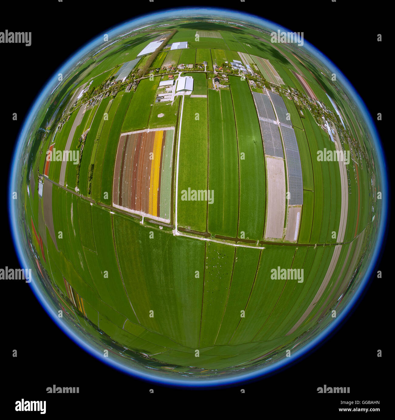 Aerial view, tulip fields, agriculture, colorful tulip fields, tulips ...