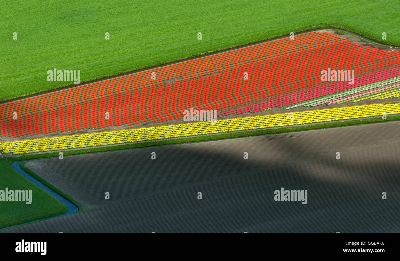 Aerial view, tulip fields, agriculture, colorful tulip fields, tulips ...