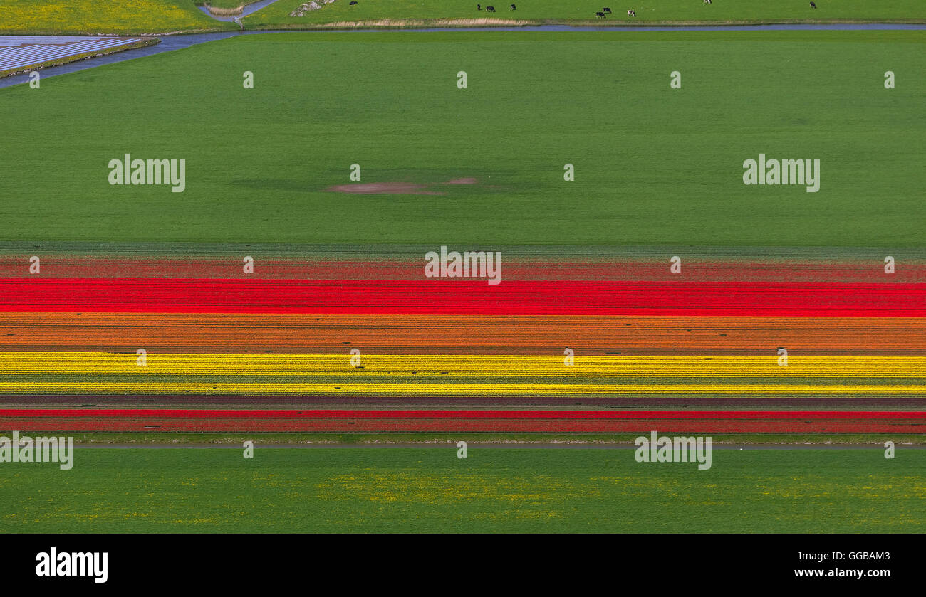 Aerial view, tulip fields, agriculture, colorful tulip fields, tulips ...