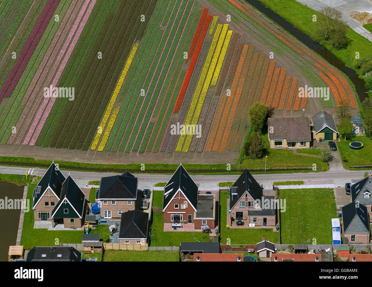 Aerial view, tulip fields, houses, agriculture, colorful tulip fields ...