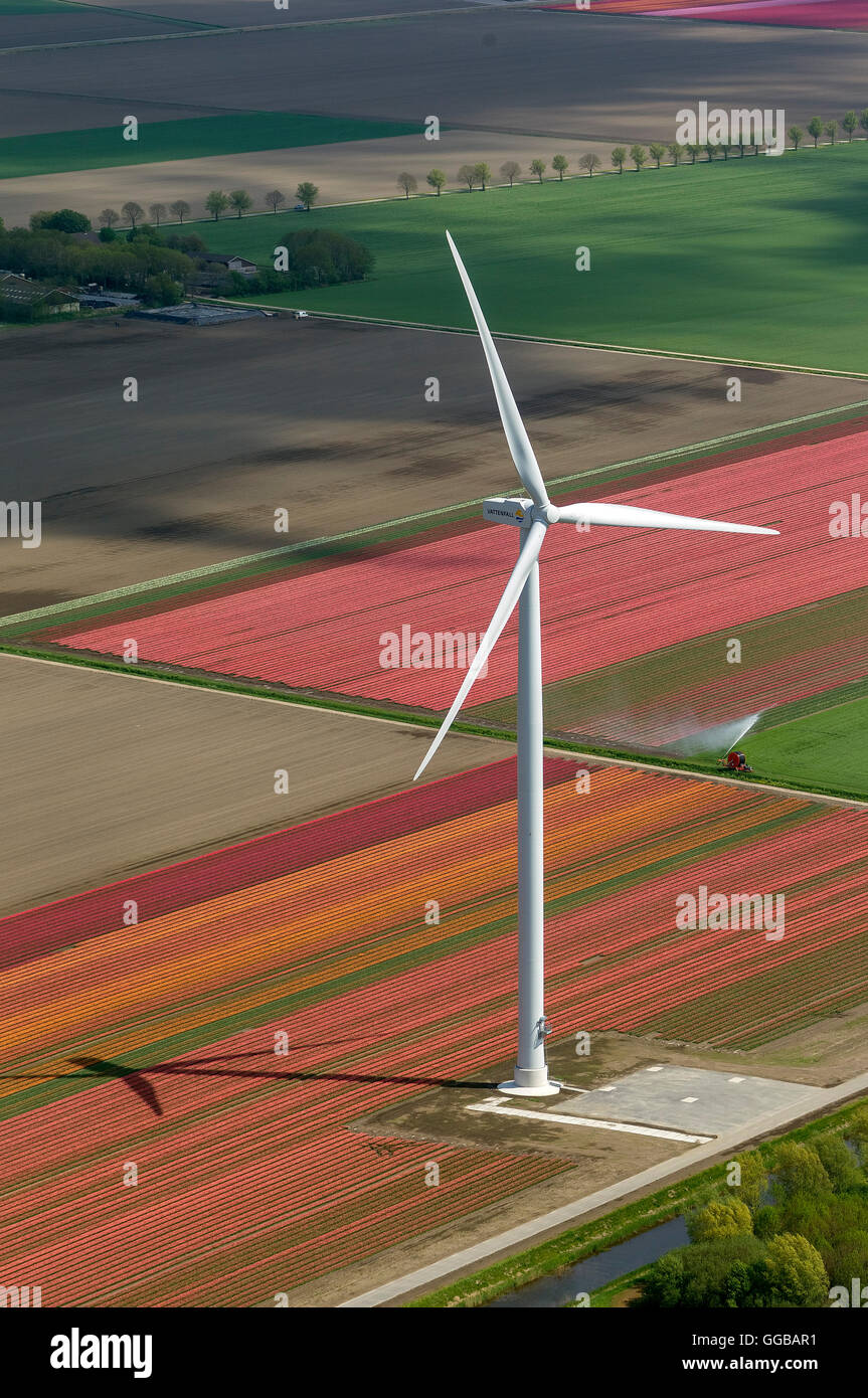 Aerial view, wind turbine, wind energy, tulip fields, agriculture ...