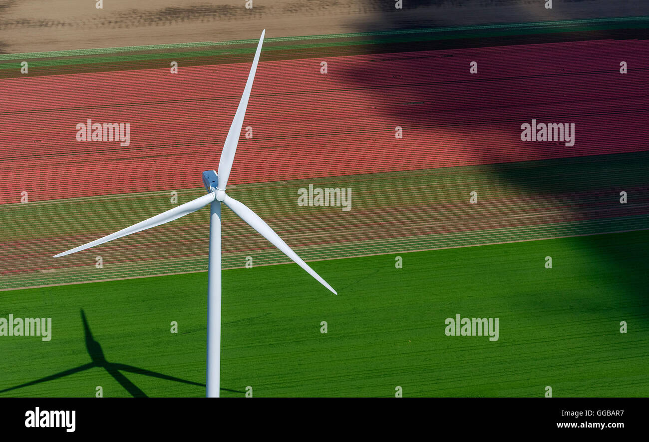Aerial view, wind turbine, wind energy, tulip fields, agriculture ...