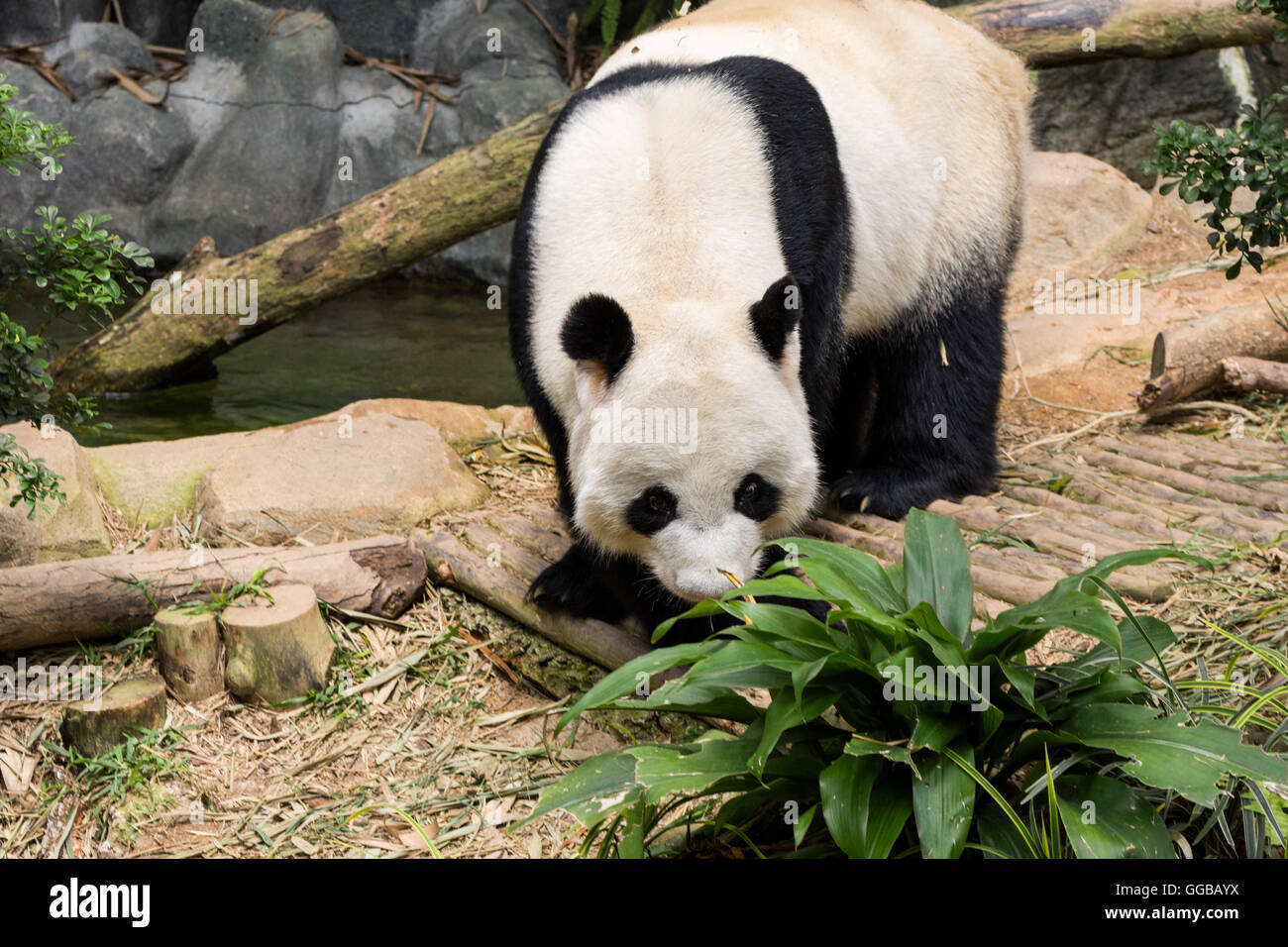Panda bear eating bamboo tree seen in singapore Stock Photo - Alamy