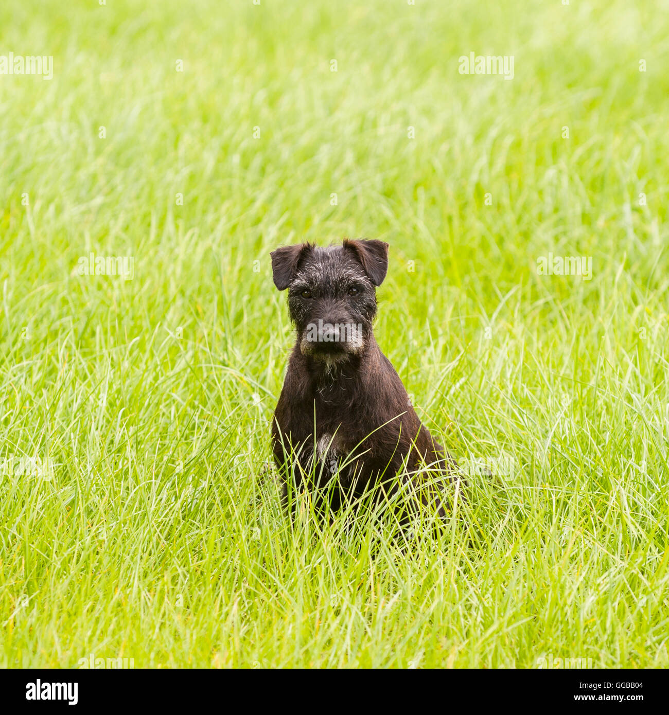 Are Working Terriers Legal