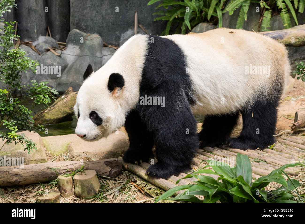 Panda bear eating bamboo tree seen in singapore Stock Photo - Alamy