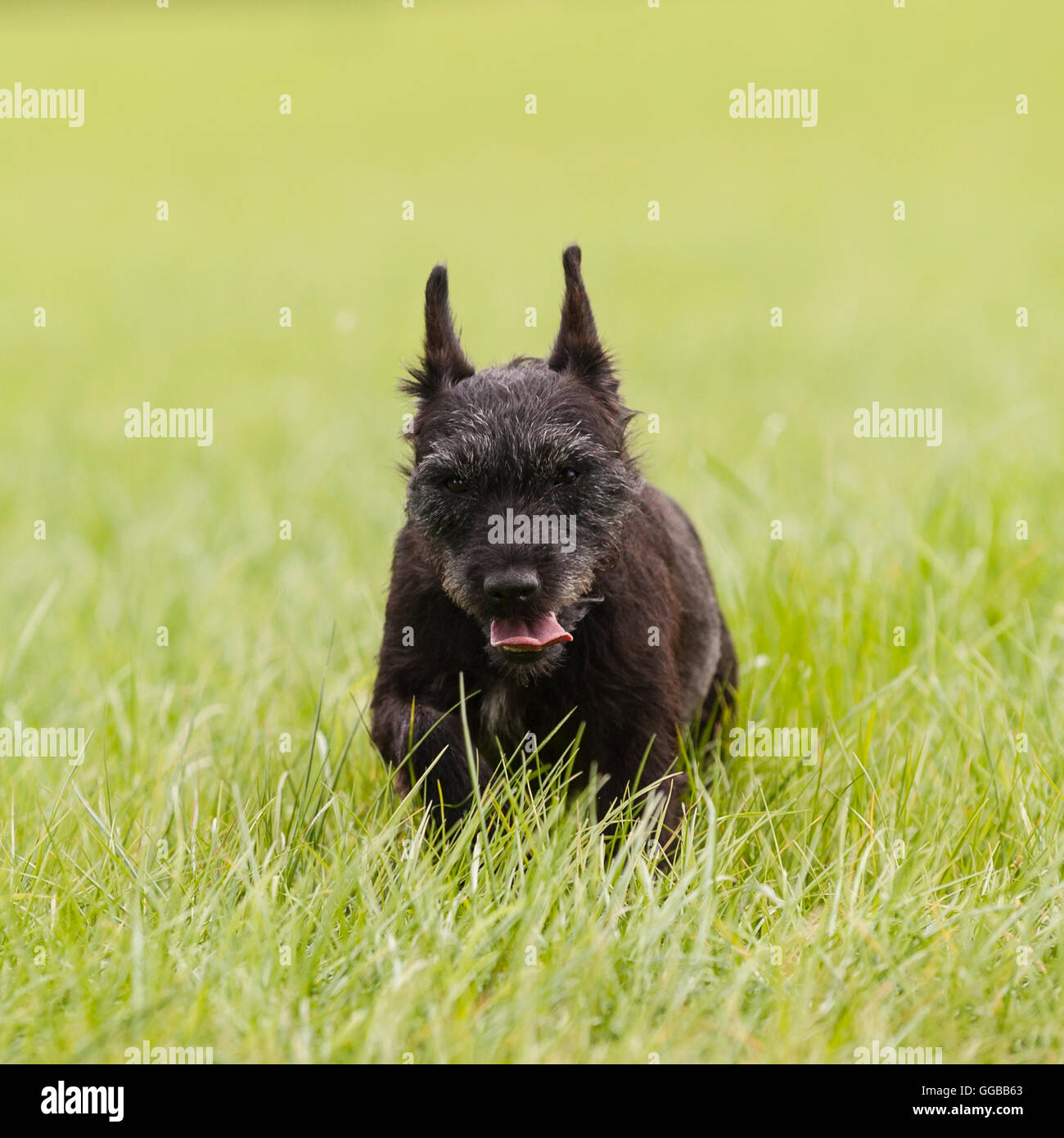Working terriers hi-res stock photography and images - Alamy