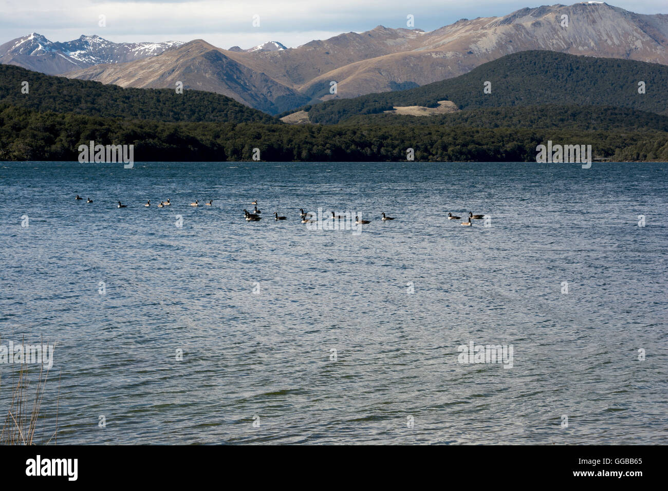 New zealand geese hi-res stock photography and images - Alamy