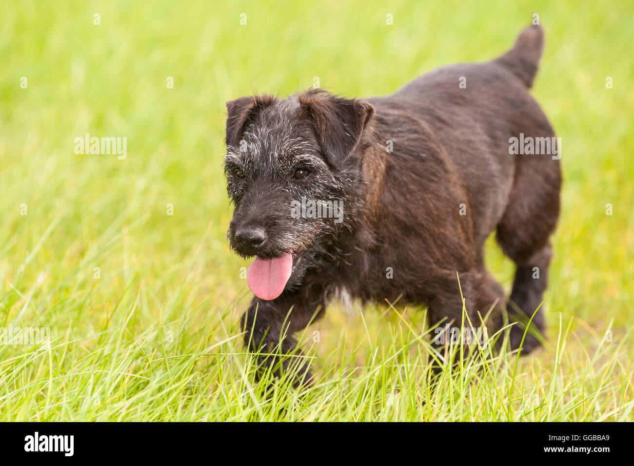 Working terriers hi-res stock photography and images - Alamy