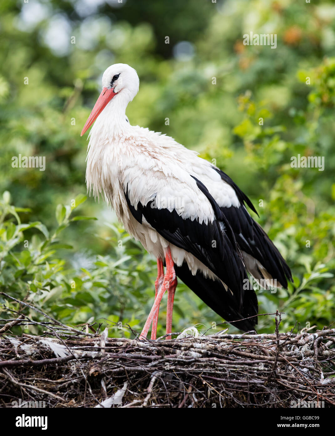 Two adult storks in a big nest Stock Photo - Alamy