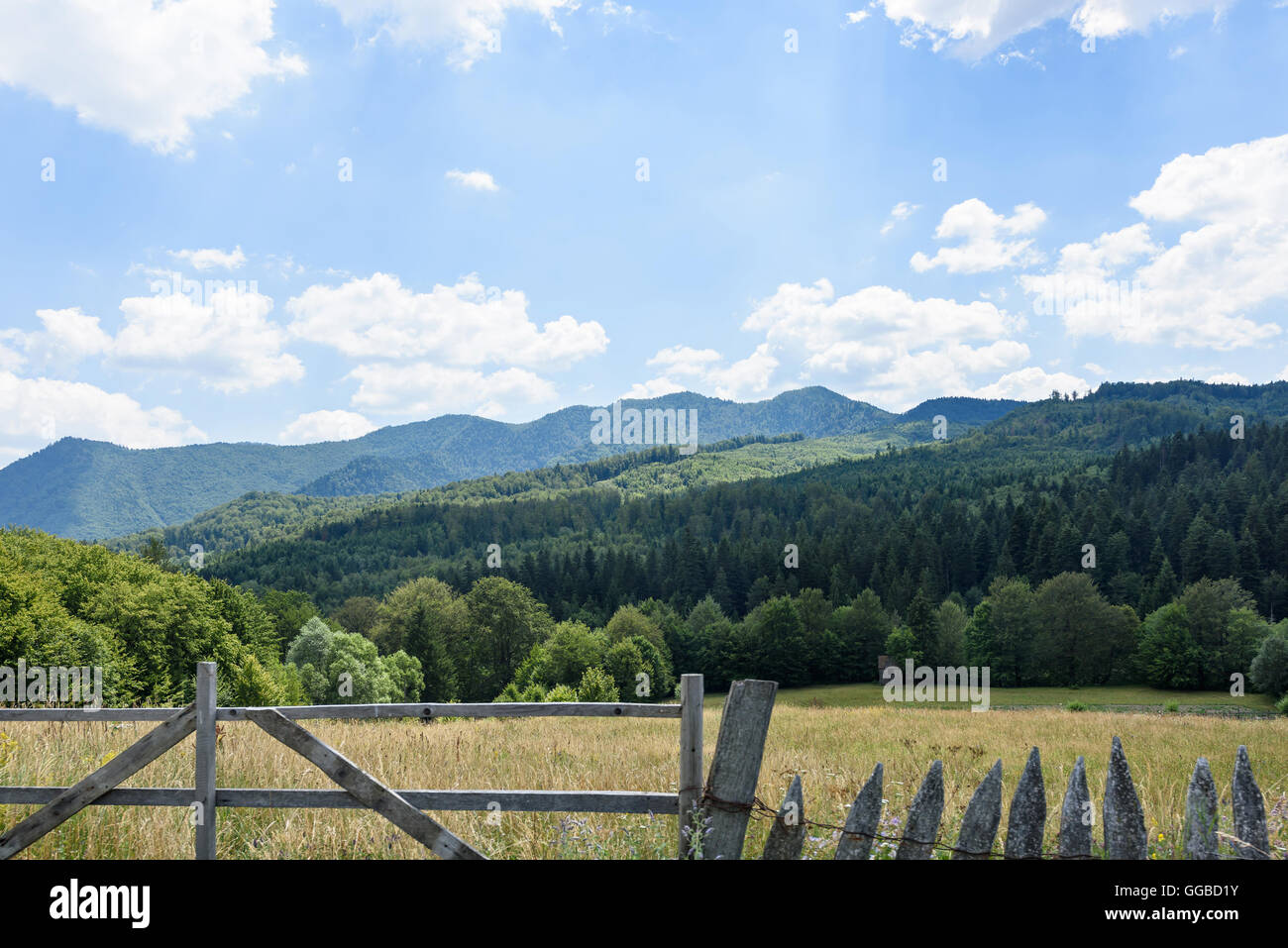 Photo of wooden fence and green forest in brasov mountains in the ...