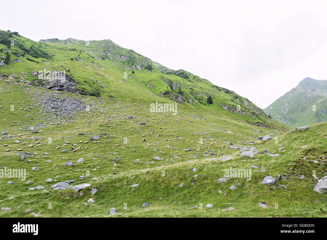 Photo of green capra peak, and a field full of sheeps grazing in ...