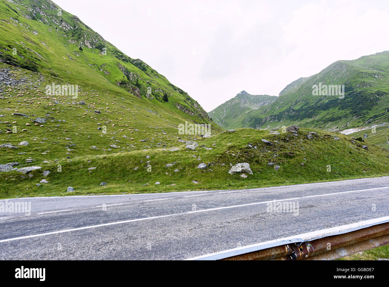 Photo of green capra peak, a road and a field full of sheeps grazing in ...
