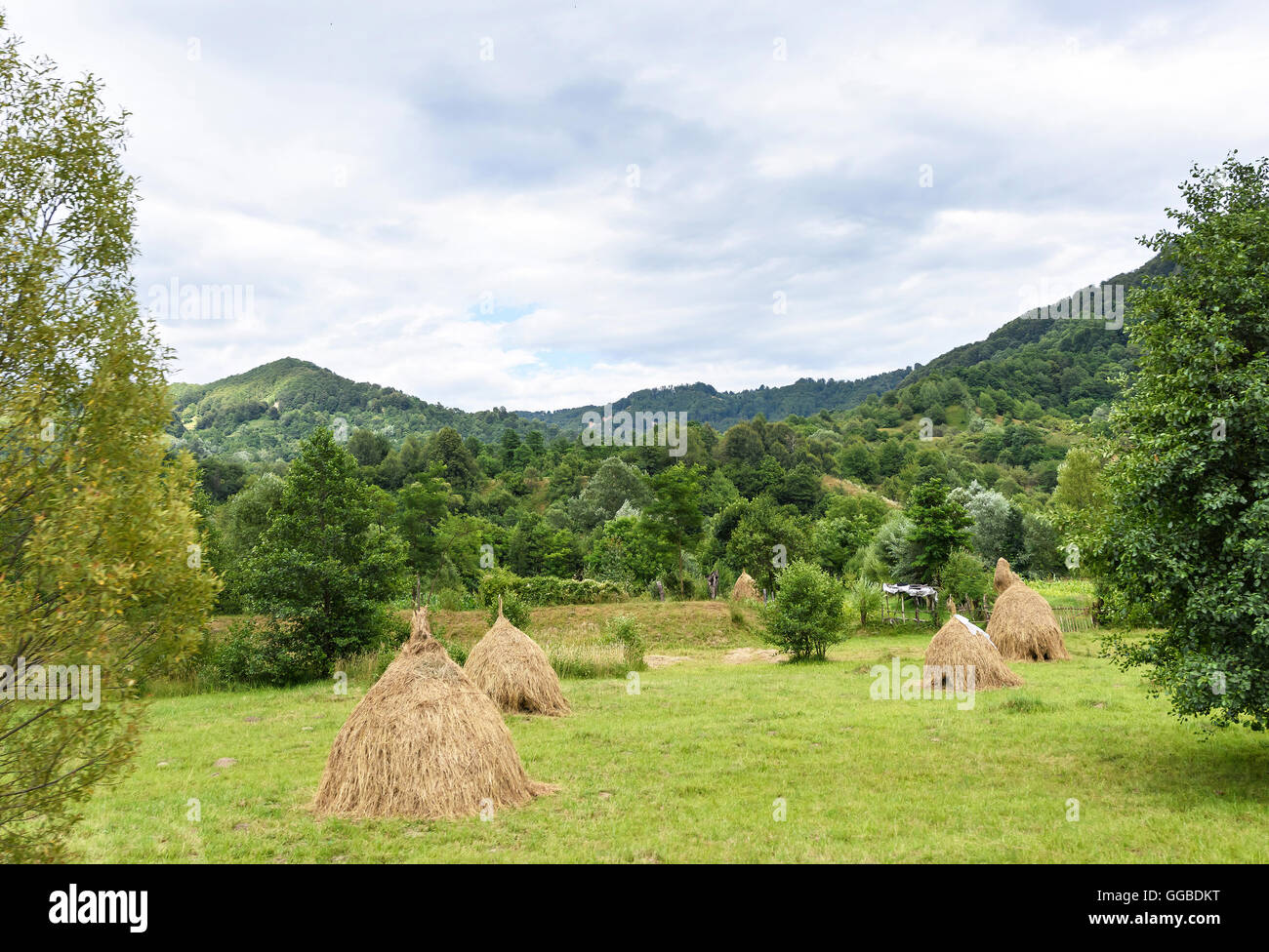 Photo of hay stacks on green fields, Romania Stock Photo - Alamy