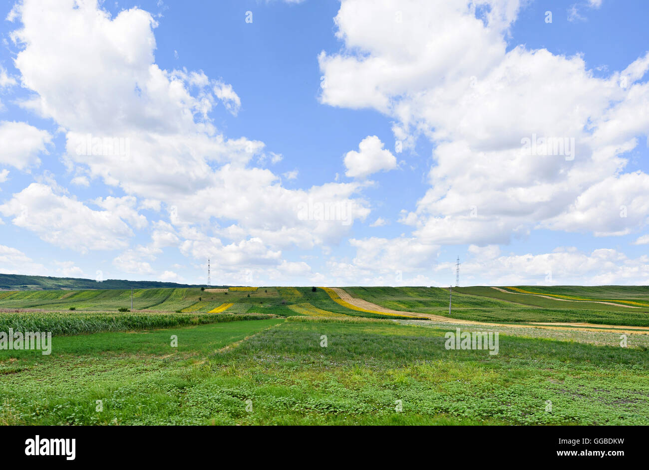 Photo of green wheat, corn and sunflower fields with blue sky, Romania ...