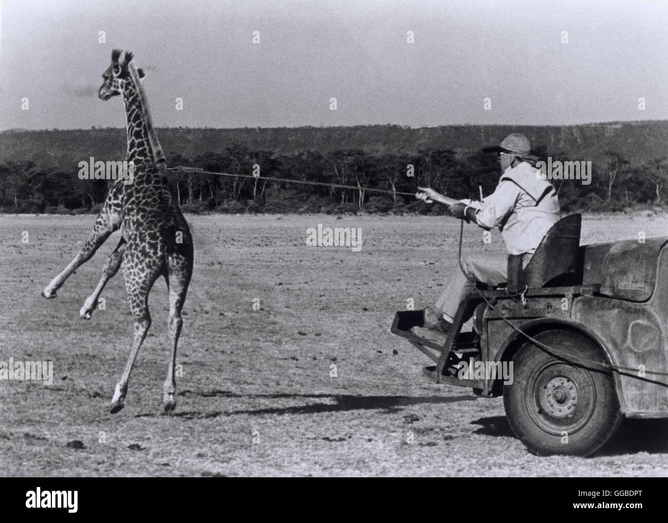 Hatari film hi-res stock photography and images - Alamy