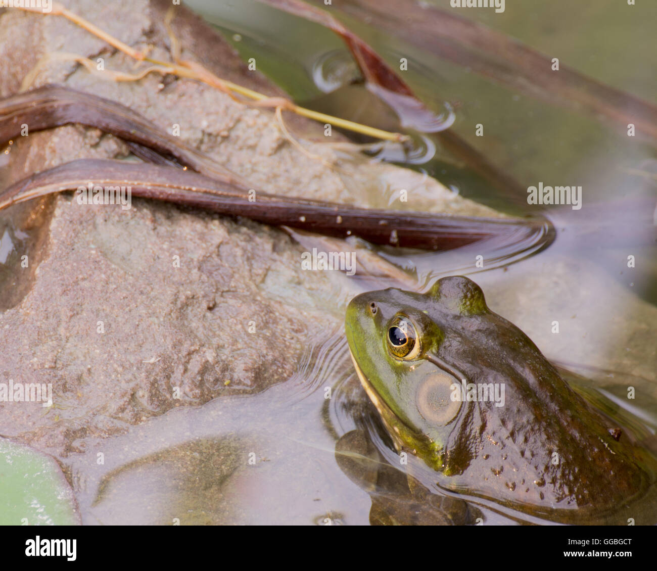 Bullfrog sitting in the water in a swamp Stock Photo - Alamy
