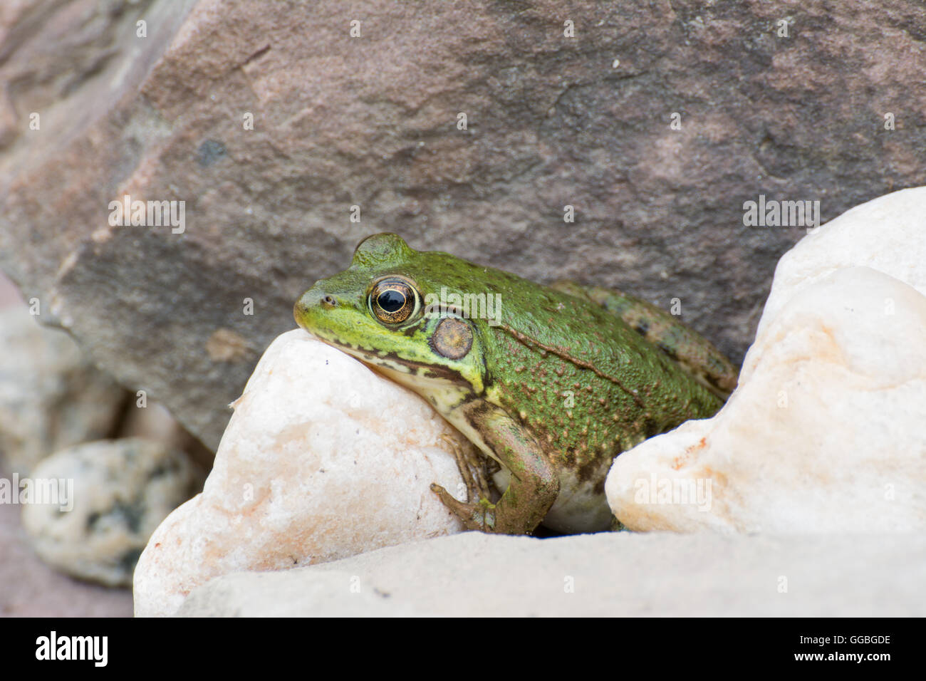 Bullfrog sitting on a rock in a swamp Stock Photo - Alamy