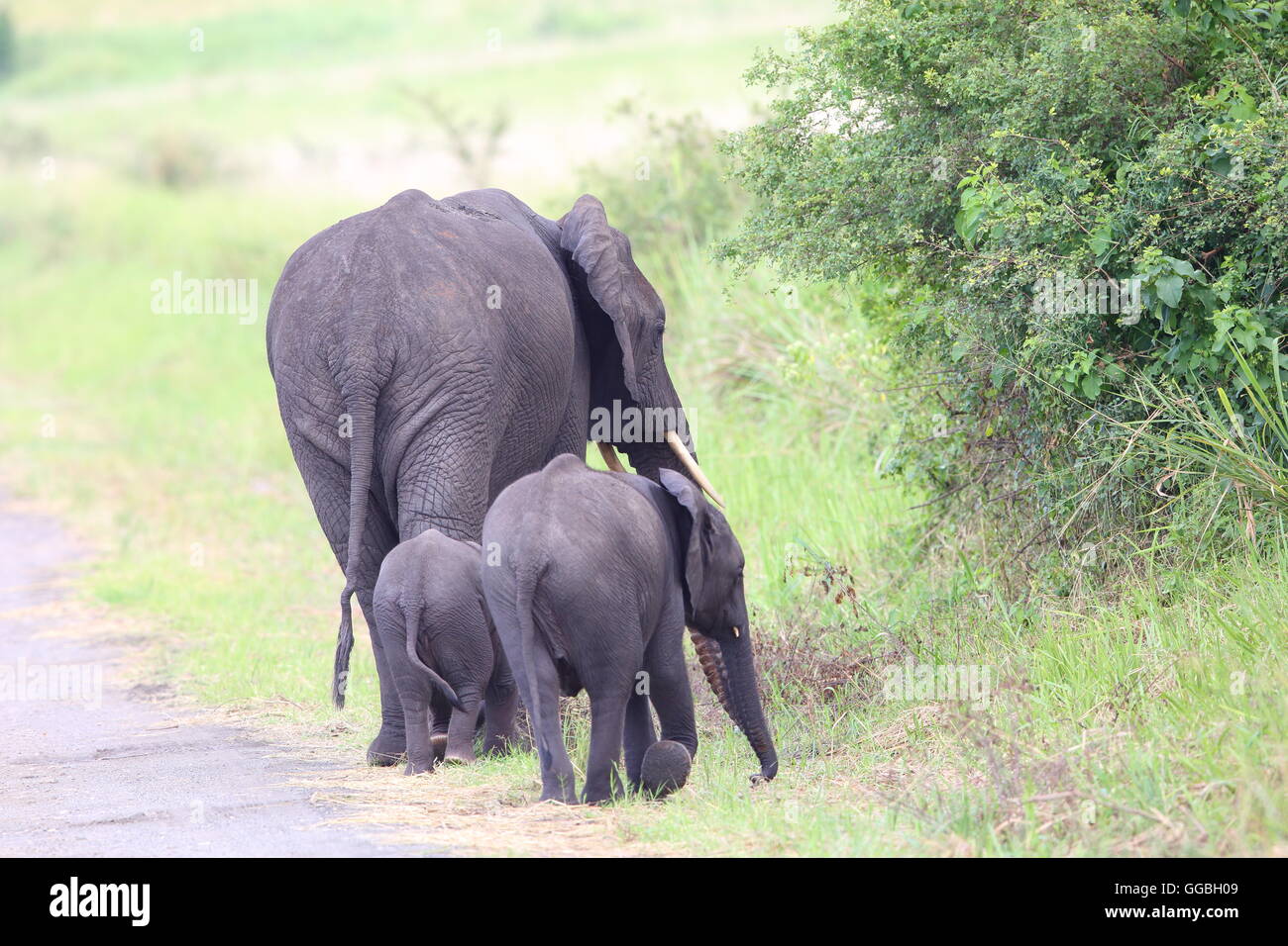 African Elephant in Queen Elizabeth National Park, Uganda Stock Photo ...