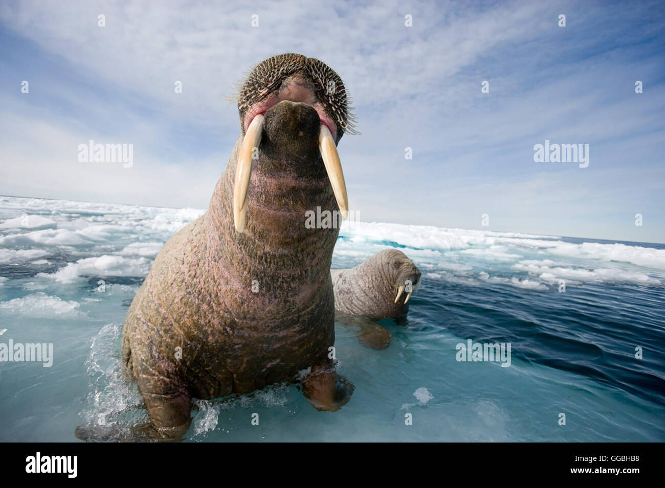 Königreich Arktis / Walross Regie: Sarah Robertson/Adam Ravetch aka ...