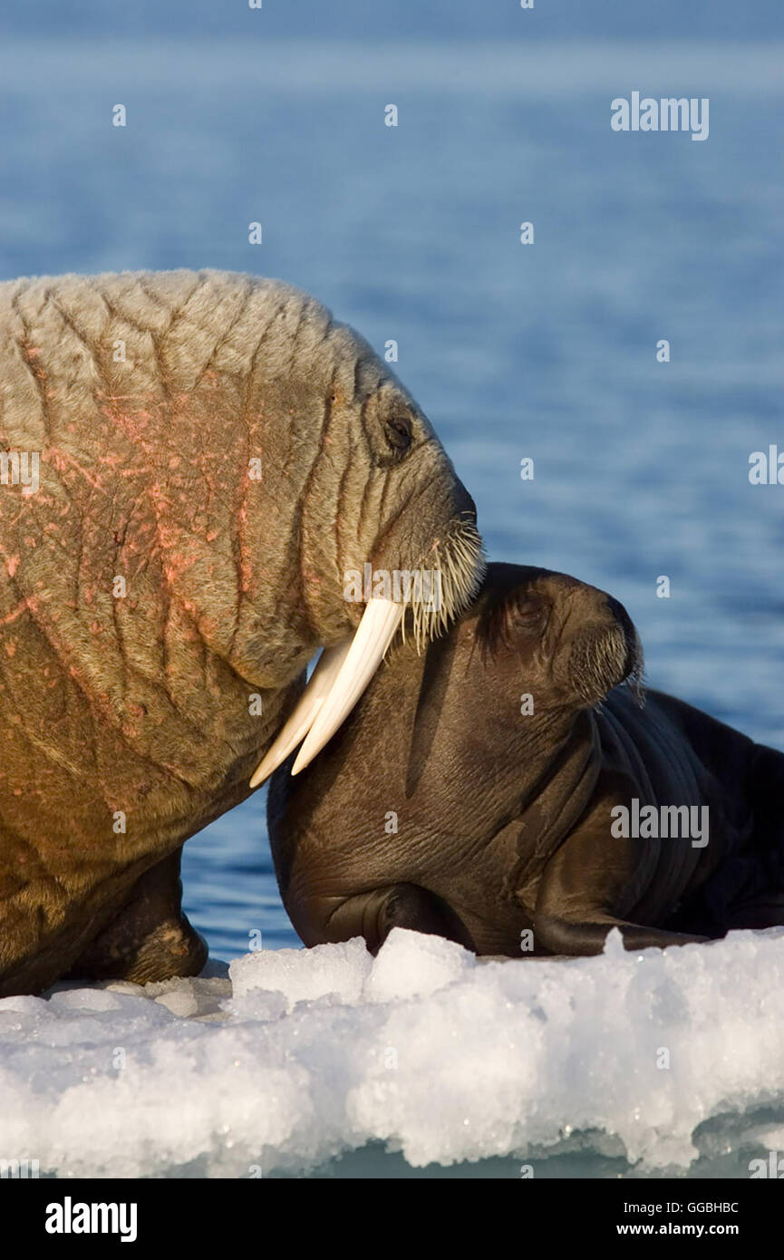 Eis kalb hi-res stock photography and images - Alamy