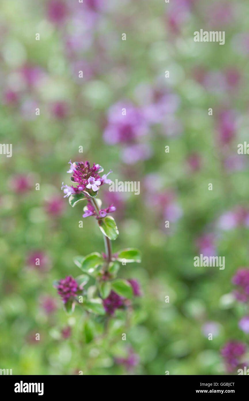Thymus pulegioides 'Foxley'. Broad leaved thyme 'Foxley' in flower ...