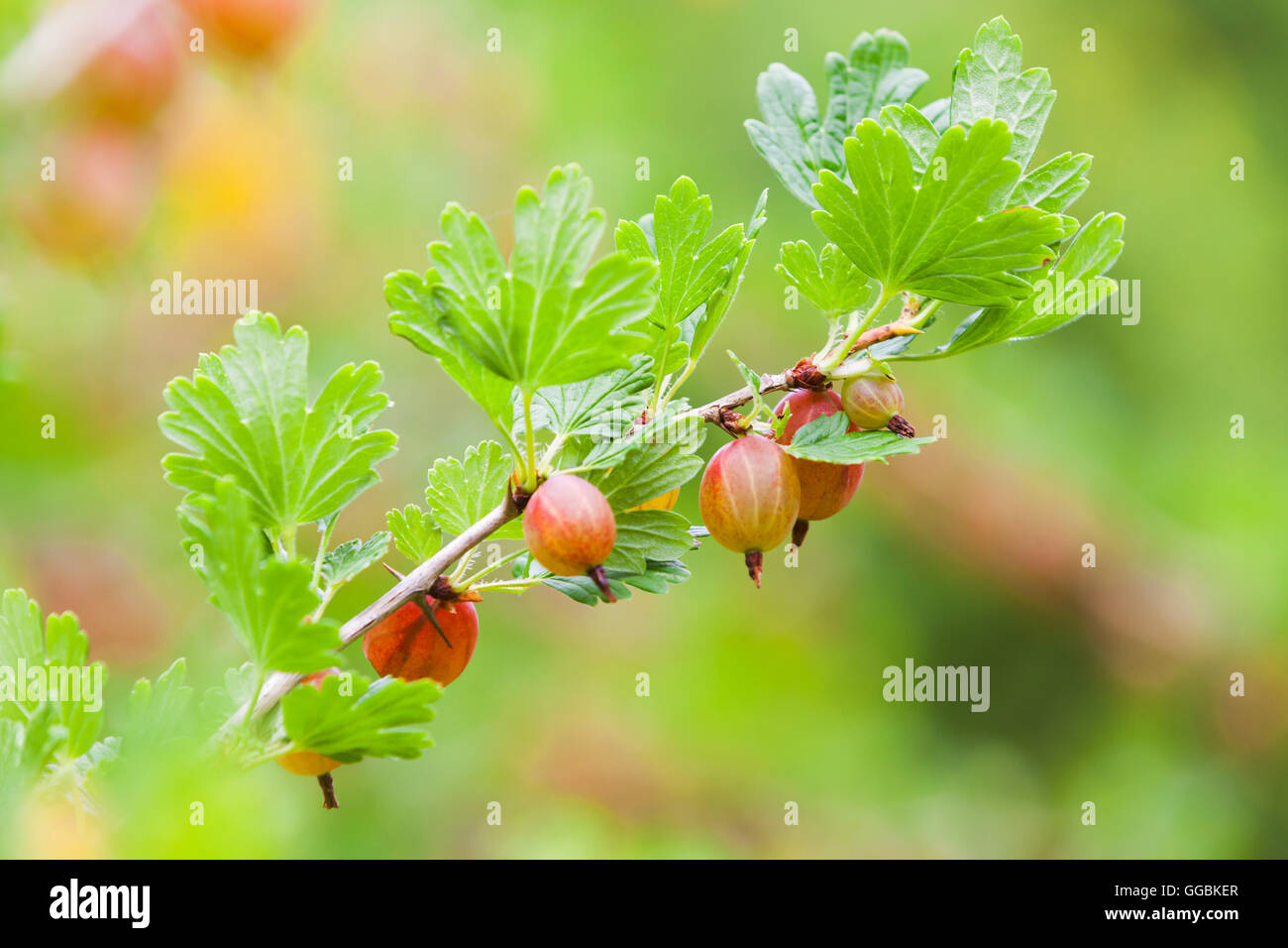 Fresh gooseberries on branches of gooseberry bush in summer garden ...