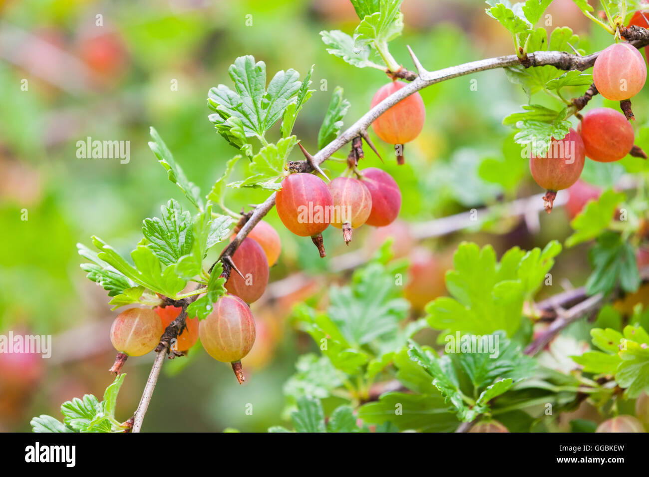 Red gooseberries on branches of gooseberry bush in summer garden Stock ...