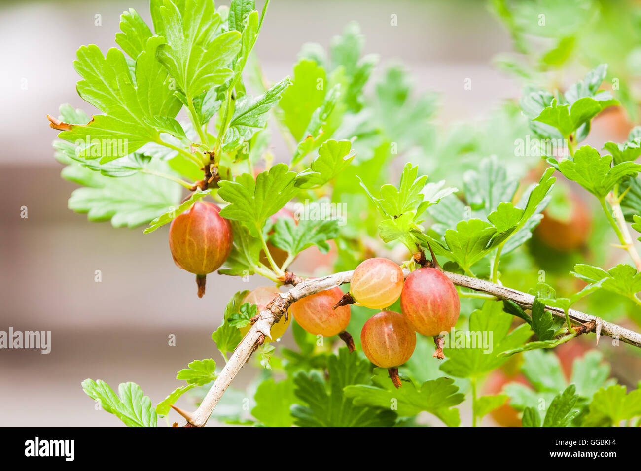Fresh red gooseberries on branches of gooseberry bush in summer garden ...