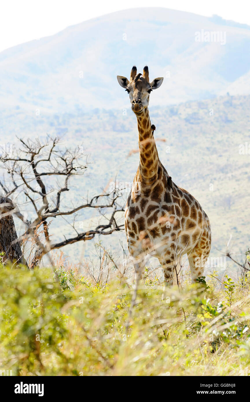 Tickbird hi-res stock photography and images - Alamy