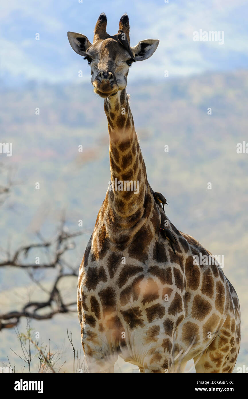 Tickbird hi-res stock photography and images - Alamy