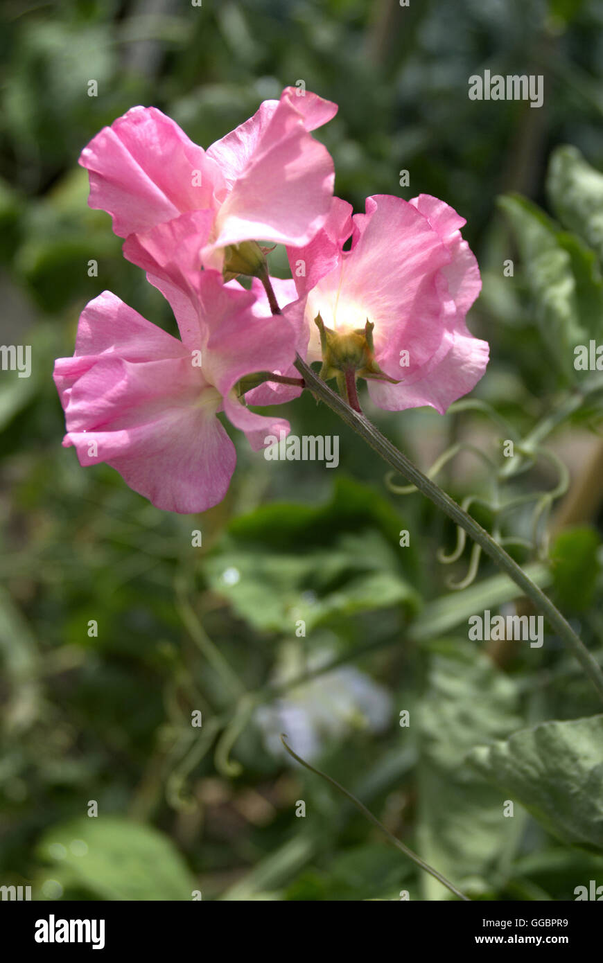 Pink Sweet Pea in the gardens of Burton Agnes Hall, Driffield, East ...