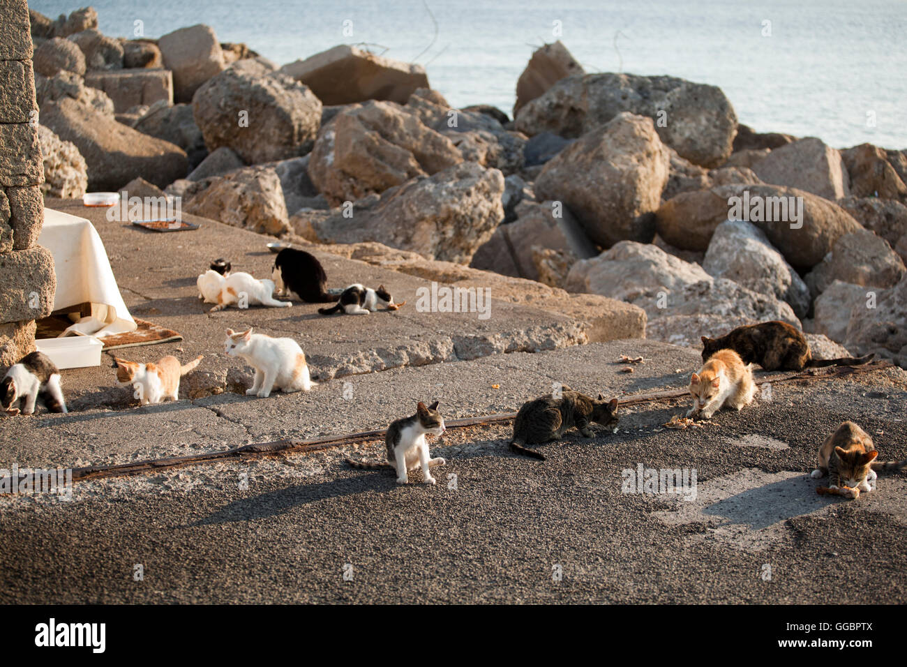 Beautiful cat, taken in Rhodes island, Greece Stock Photo - Alamy