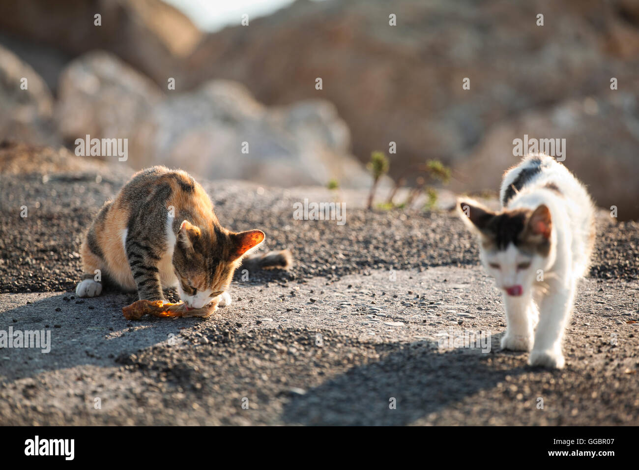 Beautiful cat, taken in Rhodes island, Greece Stock Photo - Alamy