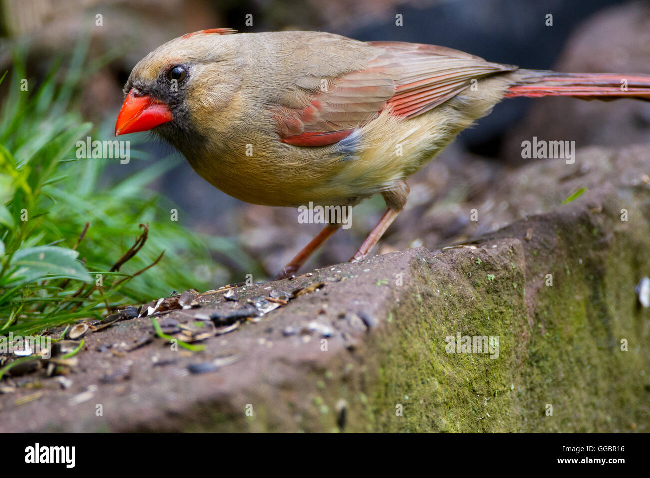 Female cardinal hi-res stock photography and images - Alamy