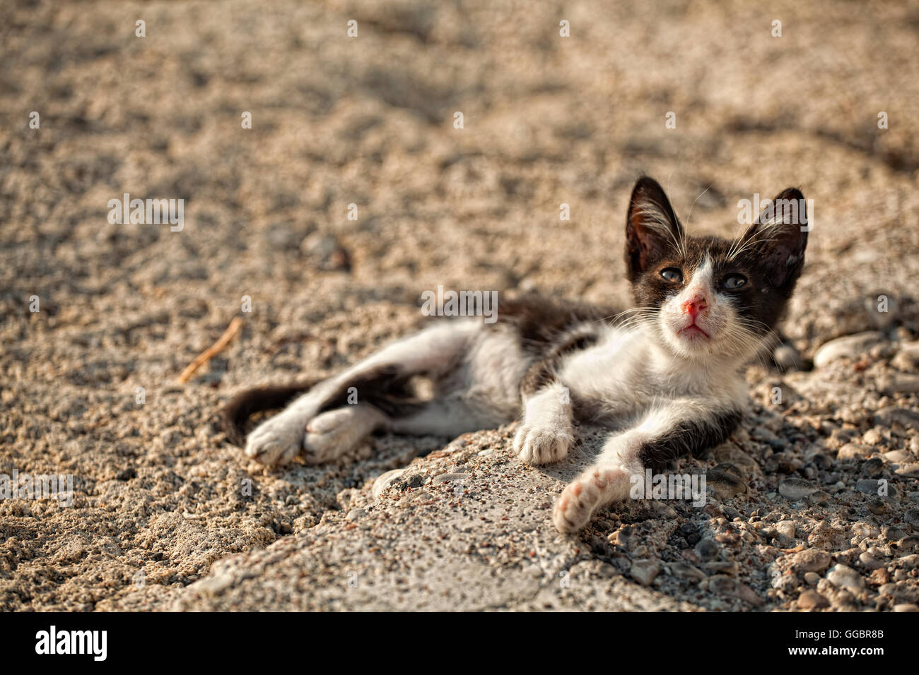 Beautiful cat, taken in Rhodes island, Greece Stock Photo - Alamy
