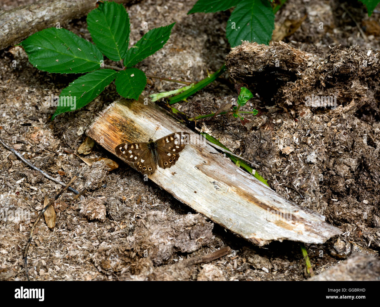 A Speckled Wood butterfly in Wappenbury Wood, Warwickshire, UK Stock ...