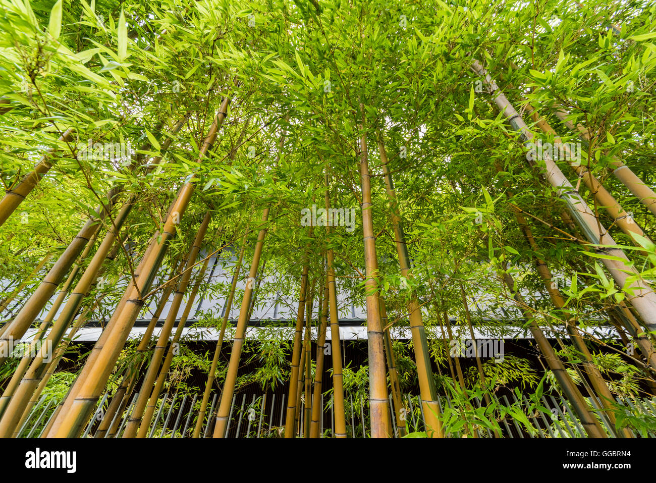 Nezu museum – aoyama tokyo hi-res stock photography and images - Alamy