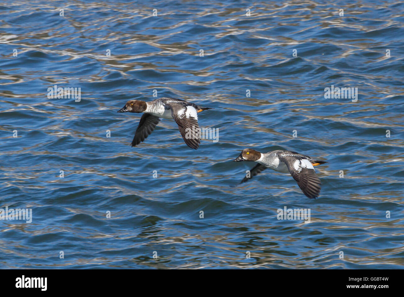 Goldeneye in flight hi-res stock photography and images - Alamy