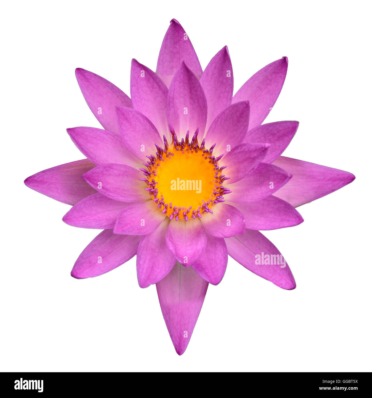 Pink lotus blooming top view isolated on white background Stock Photo ...