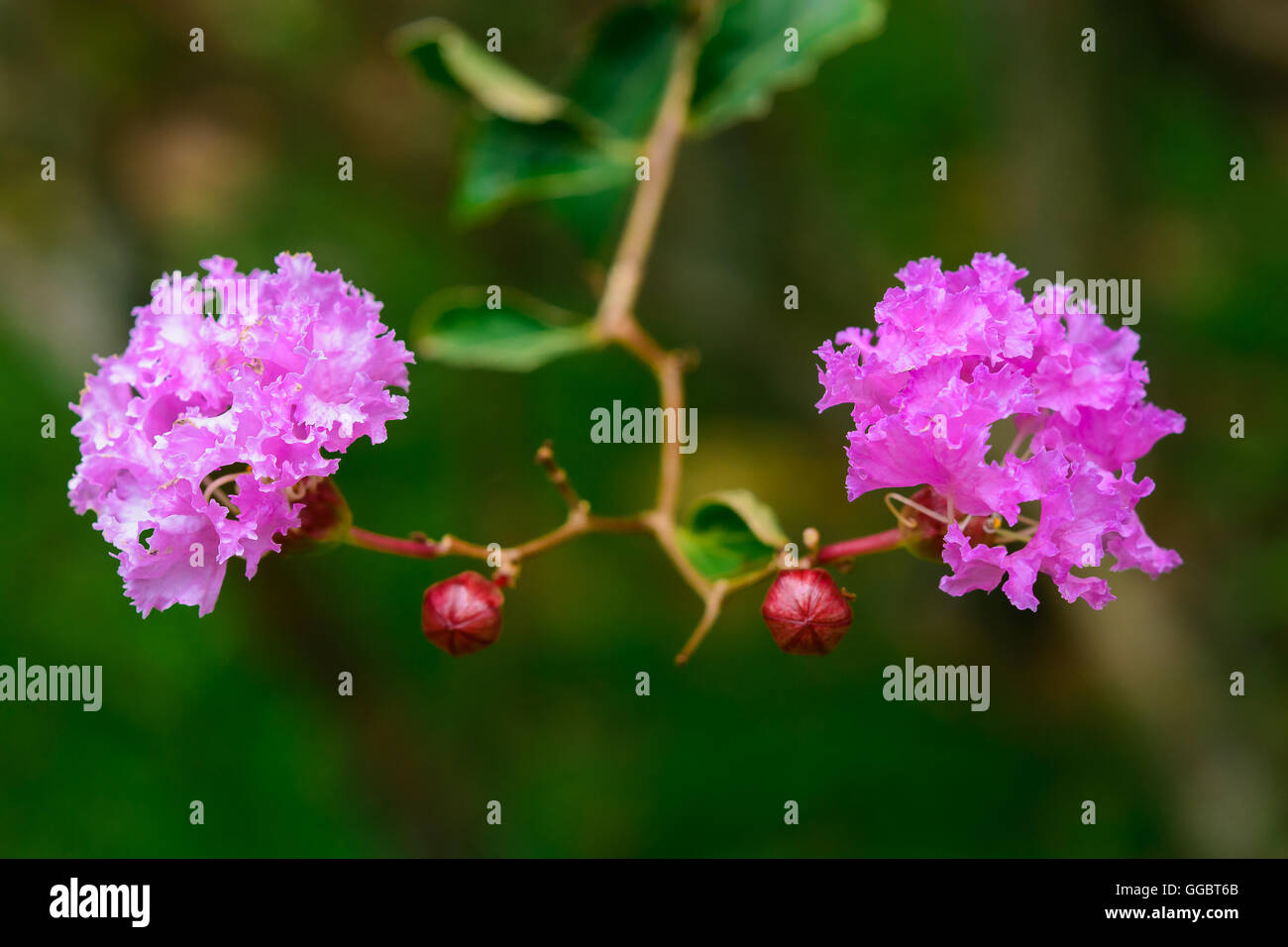 Crape myrtle, Crape flower, Indian lilac (Yi-Kheng), Lagerstroemia ...