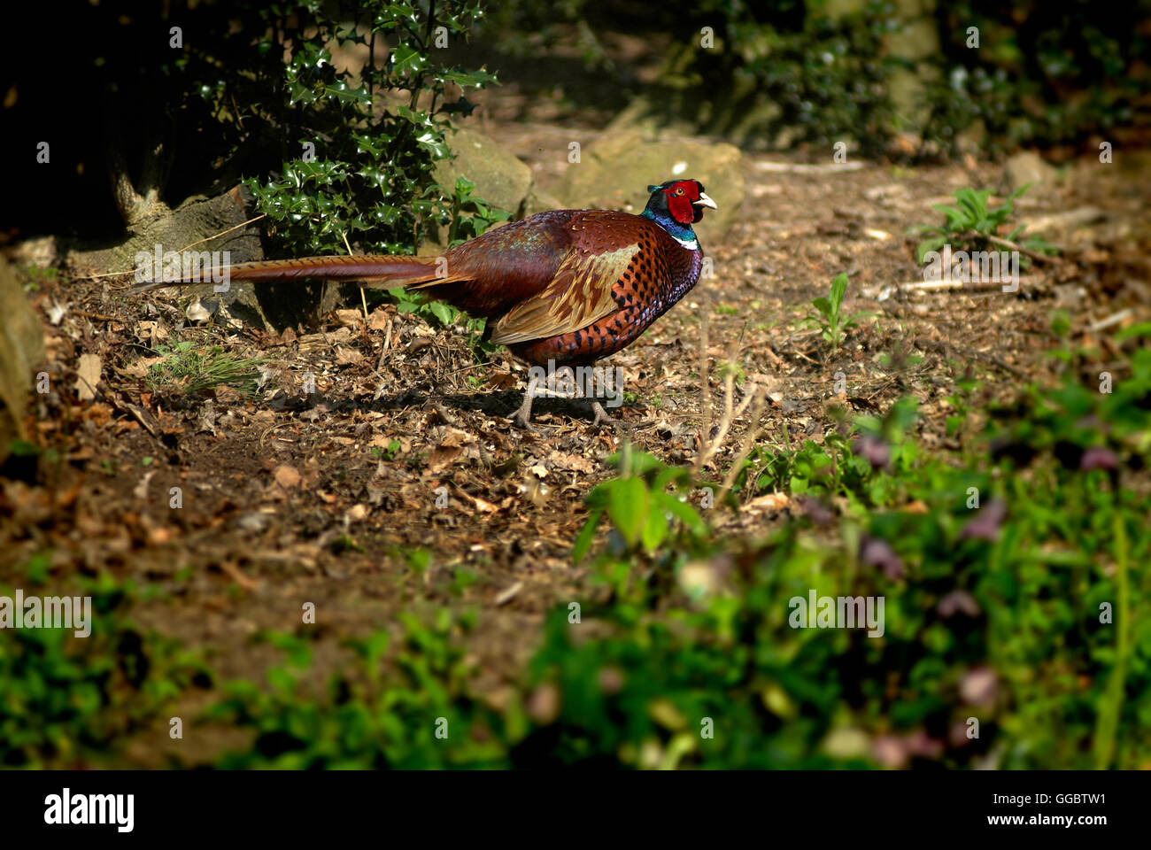 Pheasant / Game bird Stock Photo - Alamy