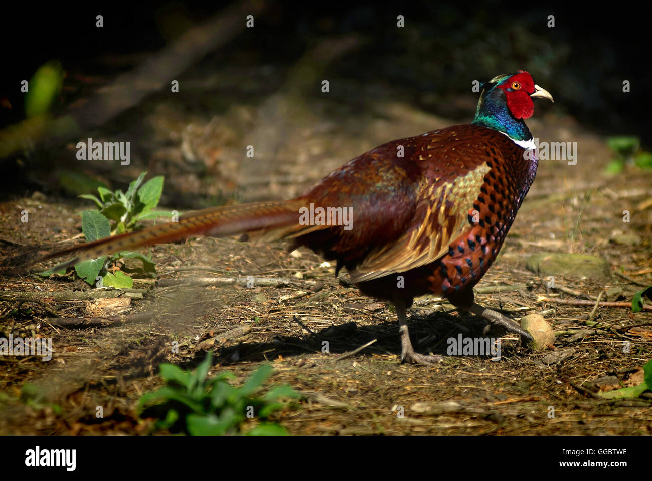 Pheasant / Game bird Stock Photo - Alamy