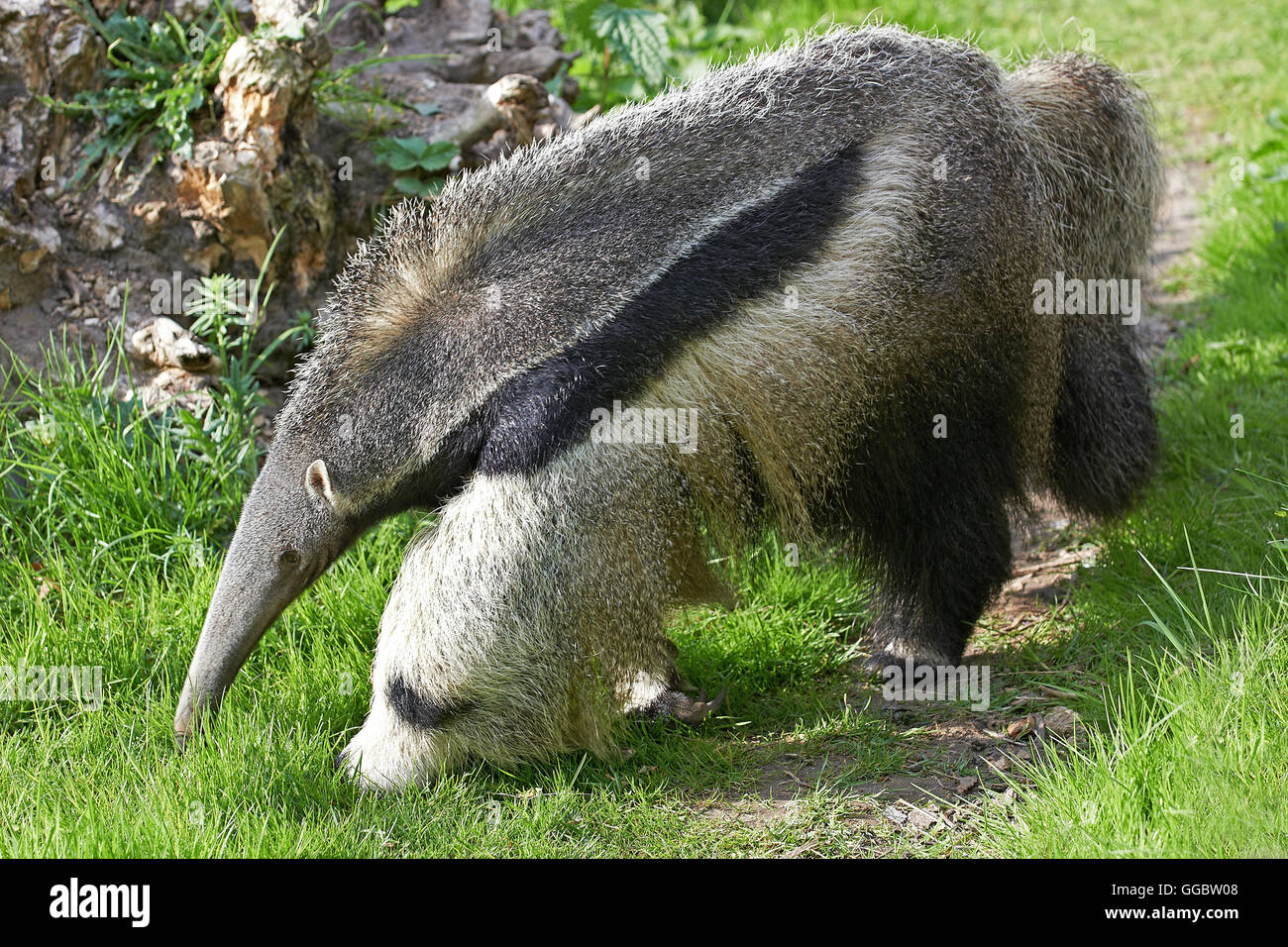 Giant Anteater walking in its natural habitat Stock Photo - Alamy