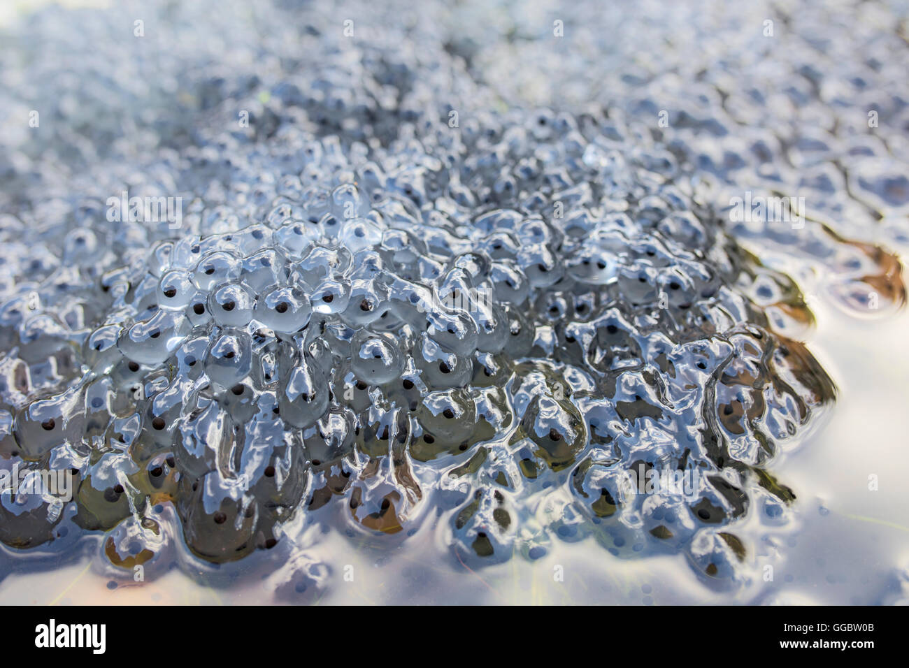 Frog spawn in a garden pond Stock Photo - Alamy