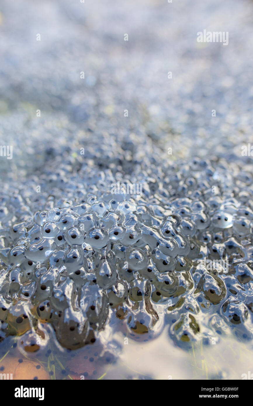 Frog spawn in a garden pond Stock Photo - Alamy