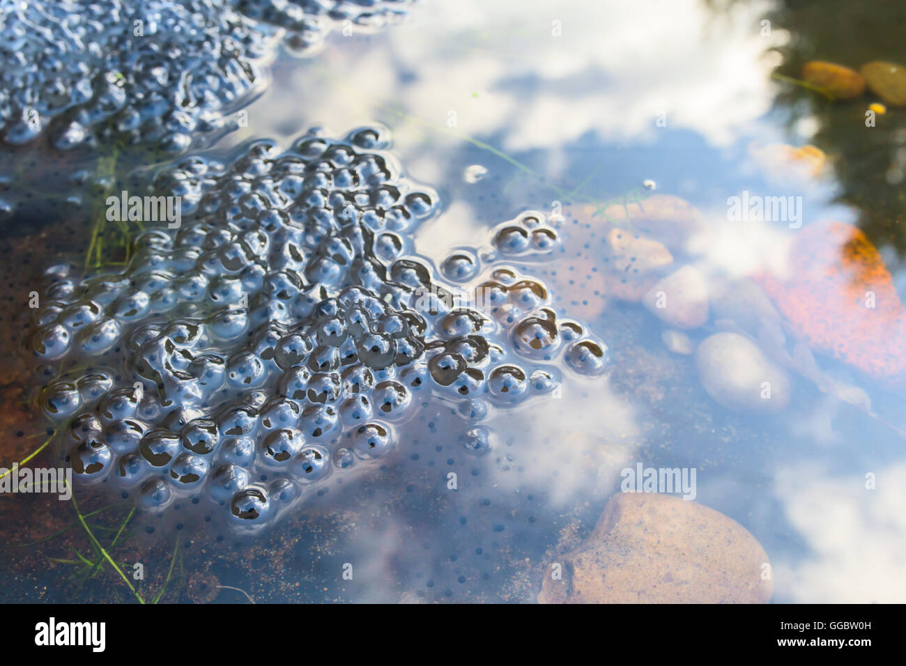 Frog spawn in a garden pond Stock Photo - Alamy